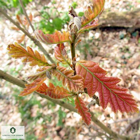 Quercus Bicolor Baumschule Lve