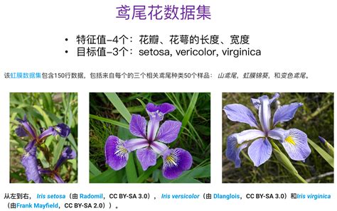 案例：鸢尾花种类预测 正心全栈编程 文档站