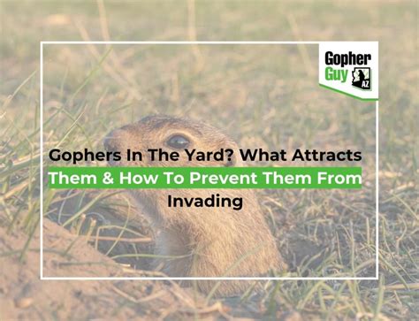 Understanding Gophers Behavior Appearance And Life Cycle