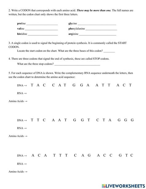 Protein Synthesis Worksheet Printable Coloring Free