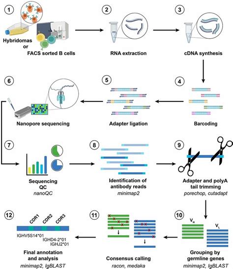 Nab Seq Workflow For Parallel Sequencing Of Full Length Antibody Heavy
