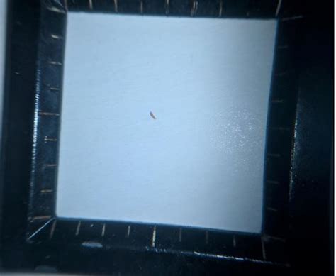 Very Small Flying Insect BugGuide Net