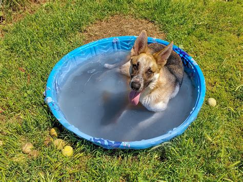 How To Keep Dog Cool In Extreme Heat