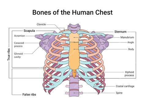 Premium Vector Bones Of The Human Chest