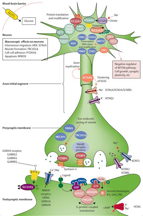 Epilepsy Neurons
