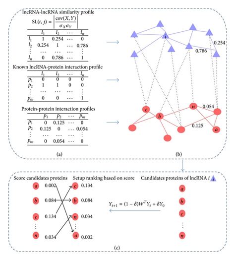 Predicting Long Noncoding Rna And Protein Interactions Using Heterogeneous Network Model Li