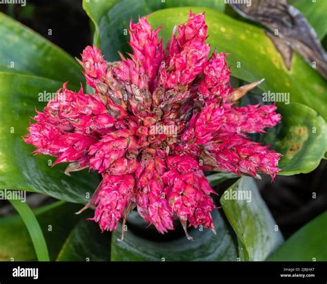 Pink Bromeliad Flower Bracts Blooming And Green Leaves Australian Sub