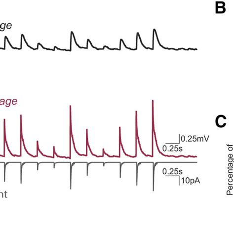 Dendritic Filtering As A Function Of Input Amplitude A Schematic Of