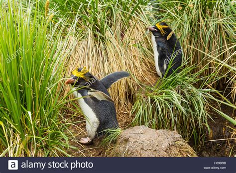 Macaroni Penguins In Tussock Grass Near Cooper Bay In South Georgia