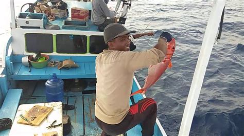 Strike Ikan Ruby Snapper Youtube