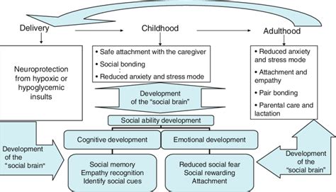 1 Oxytocin Influences On Social Behavior And Development Throughout