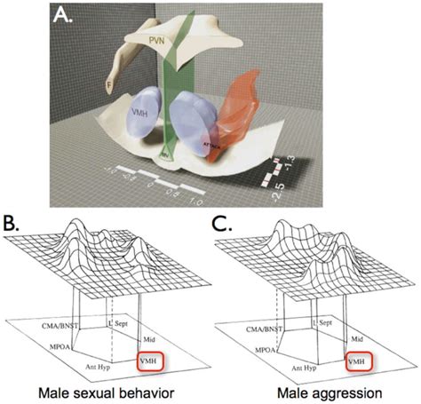 Optogenetics Sex And Violence In The Brain Implications For Psychiatry Abstract Europe Pmc