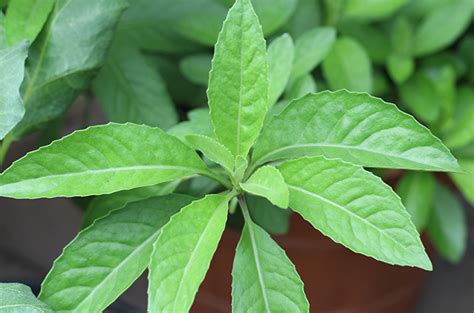 Redakan Gatal Tenggorokan Ini 4 Manfaat Daun Sambung Nyawa