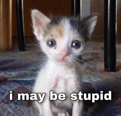 Stupid Cat Meme