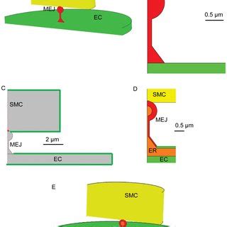Description Of The Models A B Model Of The Interaction Between A Download Scientific Diagram