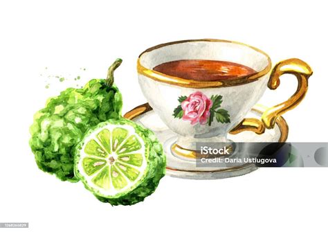 차 한 잔과 베르가못 과일 슬라이스 흰색 배경에 고립 된 손으로 그린 수채화 그림 건강관리와 의술에 대한 스톡 벡터 아트 및