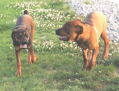 English Mastweiler Rottweiler English Mastiff Mix Info Puppies