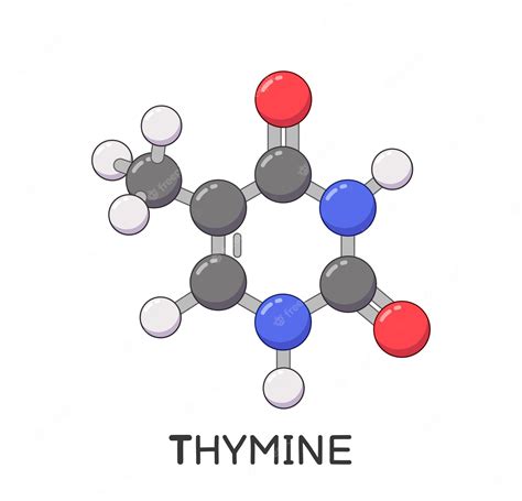 Thymine Structure
