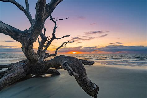 Driftwood Beach Canvas Driftwood Beach Print Jekyll Island Canvas