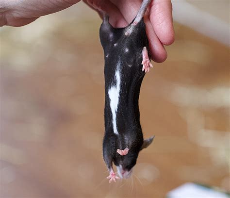 BREEDING The National Mouse Club