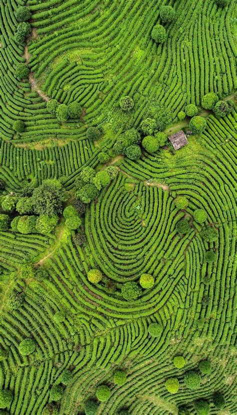 Aerial View Of A Lush Green Field With Spiral Trees And Bushes