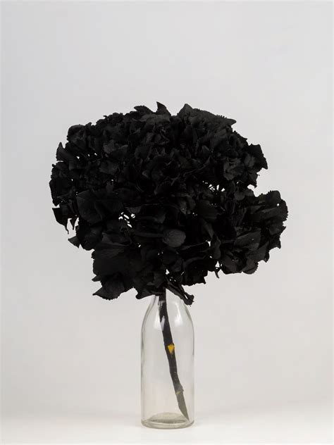 Гортензія широколиста стабілізована на гілці Verdissimo Hrt 0990 чорна купити за ціною 699 грн