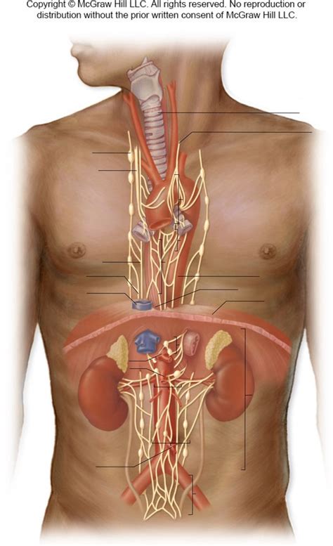 Autonomic Plexuses Visuals Diagram Quizlet