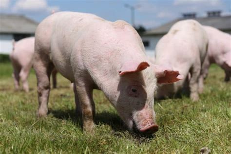 Transporting Pigs: Tips and Considerations for Moving Hogs Safely