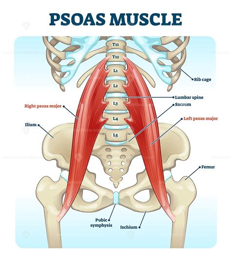 Psoas Muscle Medical Vector Illustration Diagram Psoas Muscle Hip