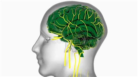 Human Brain Anatomy For Medical Concept 3d Rendering Stock Illustration