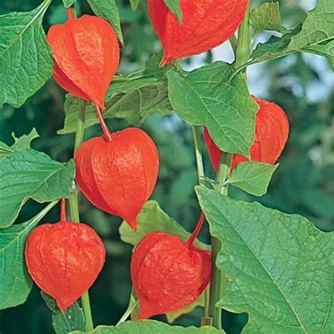 Types Of Chinese Lantern Plants At Sophie Clarkson Blog