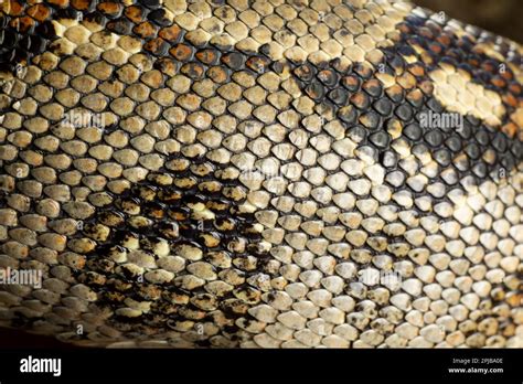 Royal Python Python Regius Adult Snake Close Up Of Scales On Its Skin England United Kingdom