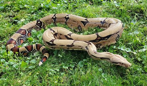 Boaesthetic — Meet My Boas