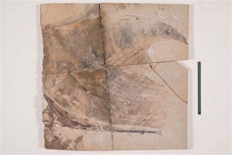 Fossil Of Sick Pterosaur Crest Reveals Clues To Feather Color