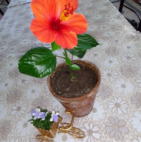 Пенсионерски клуб село Медовина