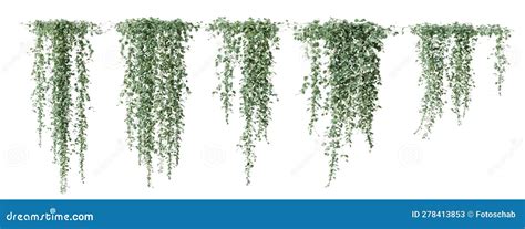 3d Illustration Of Dichondra Repens Tree Isolated On White And Its Mask