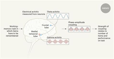 Coupled Neural Activity Controls Working Memory In Humans Lifeboat News The Blog