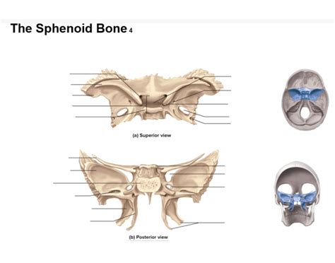 The Sphenoid Bone Labeling Quiz