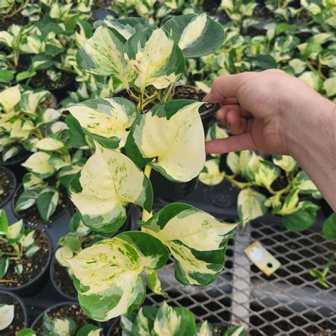 Golden Pothos Epipremnum Happy Leaf Manjula Pothos Variegated 12cm Pot