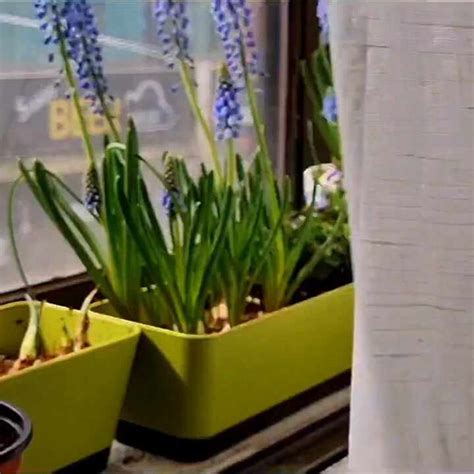 무스카리 꽃피우기 구근키우기5 네이버 블로그