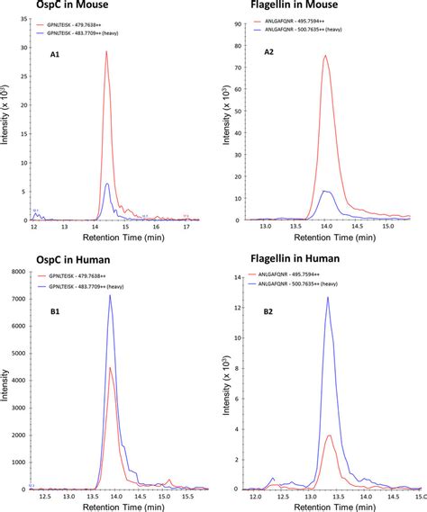 Srm Traces Showing The Co Elution Of Heavy And Light Peptides For Both Download Scientific
