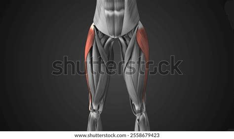 Female Tensor Fasciae Latae Muscle Anatomy Stock Illustration