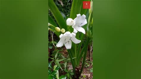 කලාතුරකින් පිපෙන 🌼🌼🌼🌼🌼🌼🌼 මල් Youtube