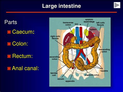 Ppt Radiographic Anatomy Powerpoint Presentation Free Download Id