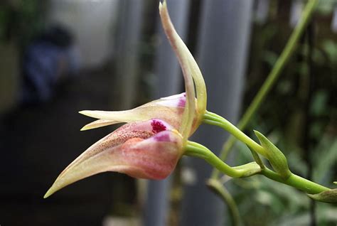 Bulbophyllum Aeolium