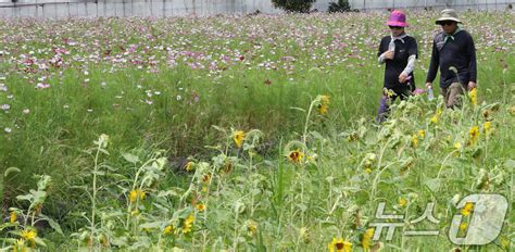 고개 숙인 해바라기 뒤로 코스모스 활짝 뉴스1
