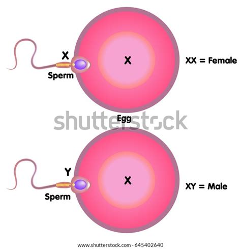 Sex Determination Stock Vector Royalty Free Shutterstock