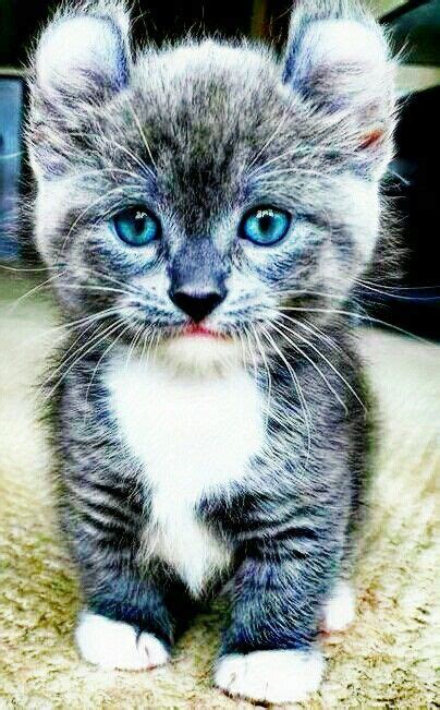 Cute Gray And White Kitten With Blue Eyes