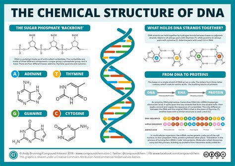 Simple Diagram Of The Structure Of Dna Structure Of Dna