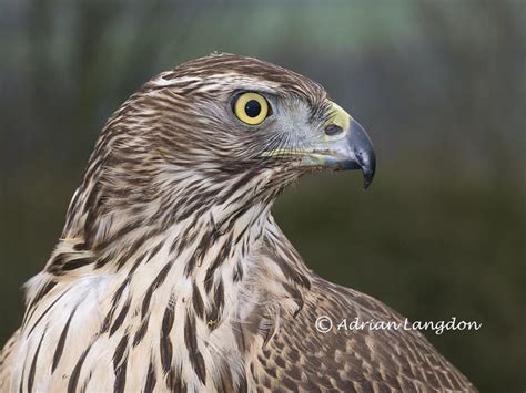 Images Naturally Goshawk Photography